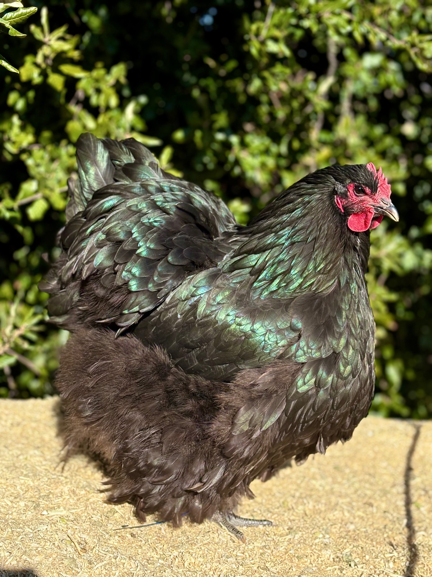 Mooispruit Orpingtons - Premier Orpington Breeders South Africa