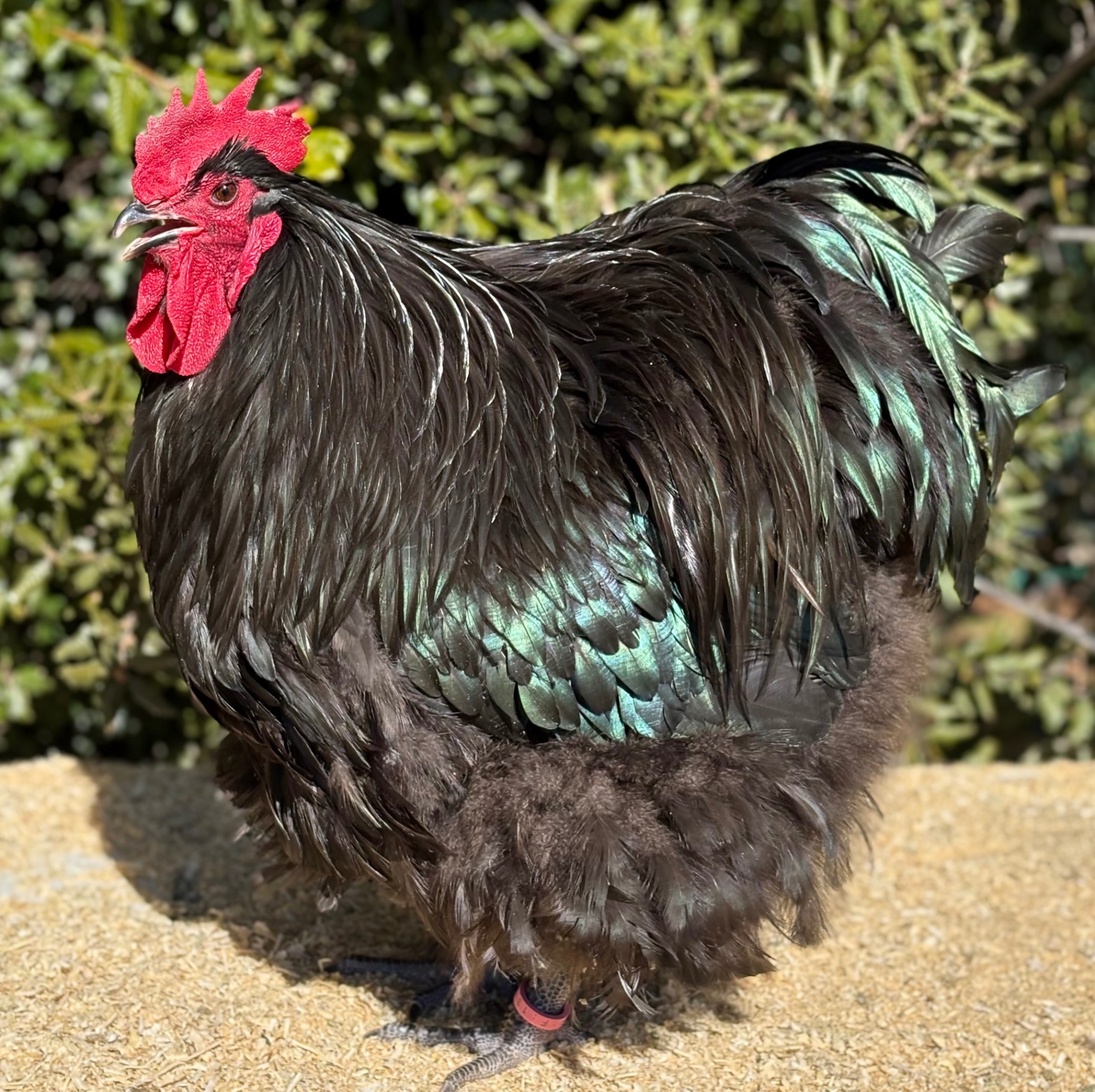 Mooispruit Orpingtons - Breeding Genetic Excellence in Show Orpingtons