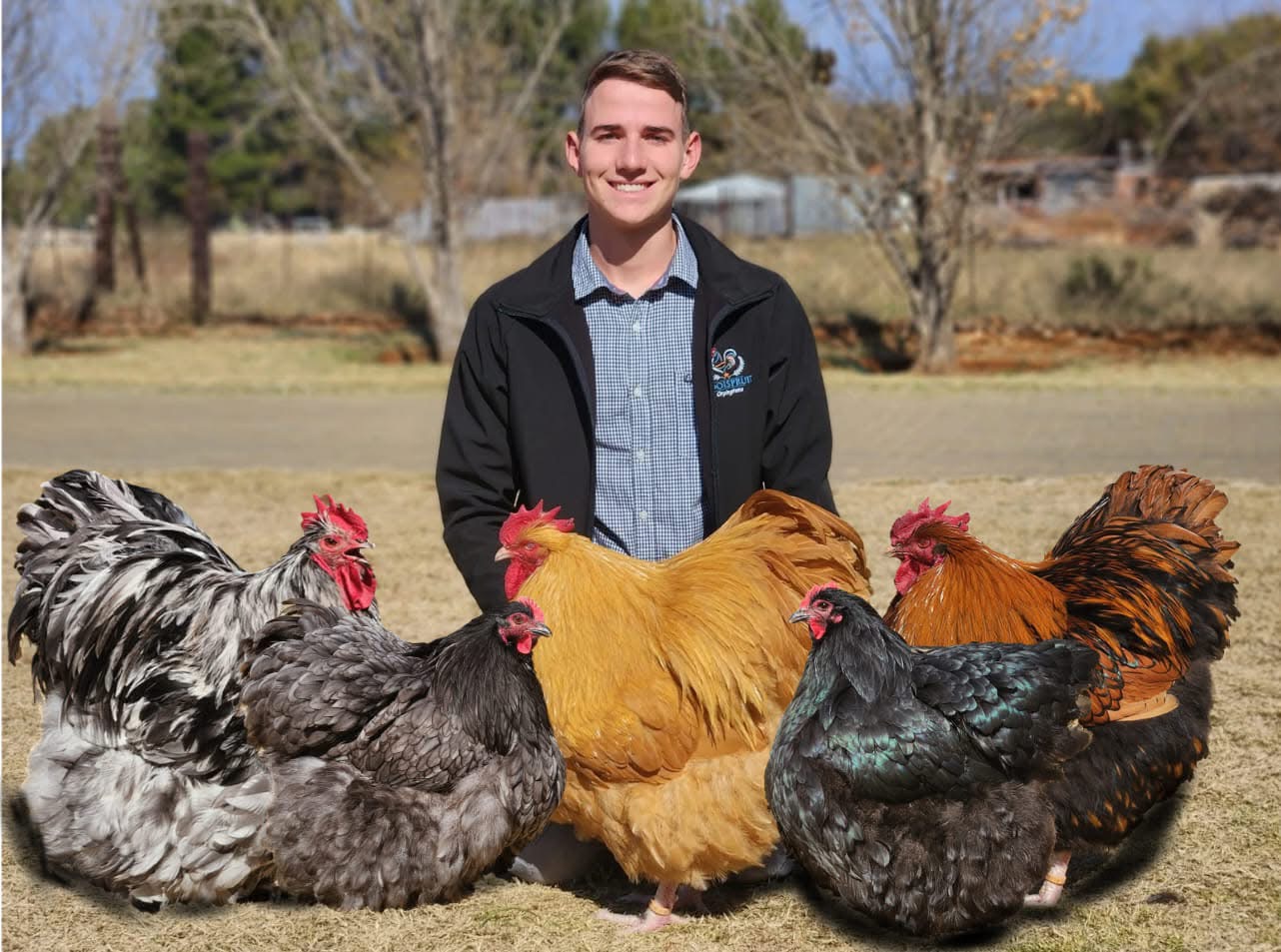 Mooispruit Orpingtons - Breeding Genetic Excellence in Show Orpingtons