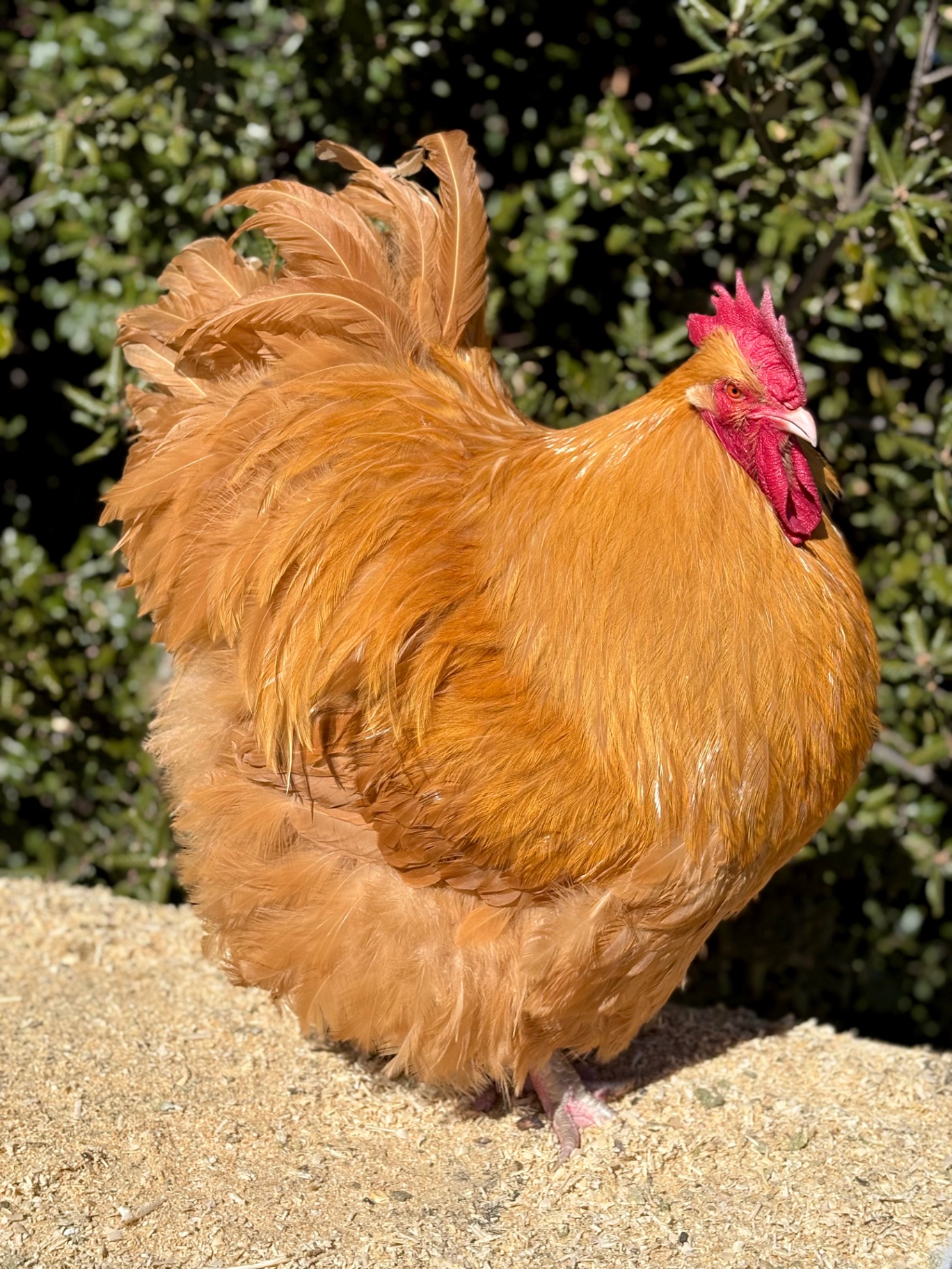 Mooispruit Orpingtons - Premier Orpington Breeders South Africa