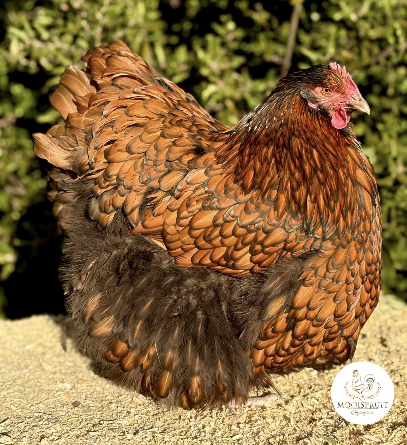 Mooispruit Orpingtons - Breeding Genetic Excellence in Show Orpingtons