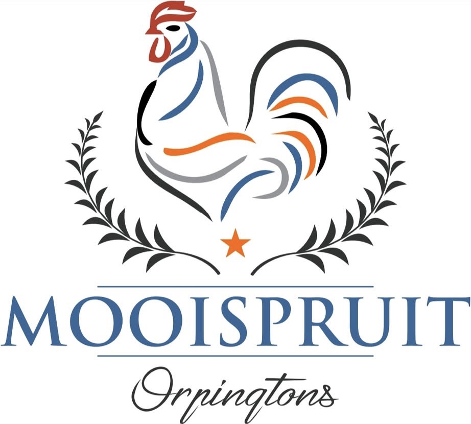 Mooispruit Orpingtons - Breeding Genetic Excellence in Show Orpingtons