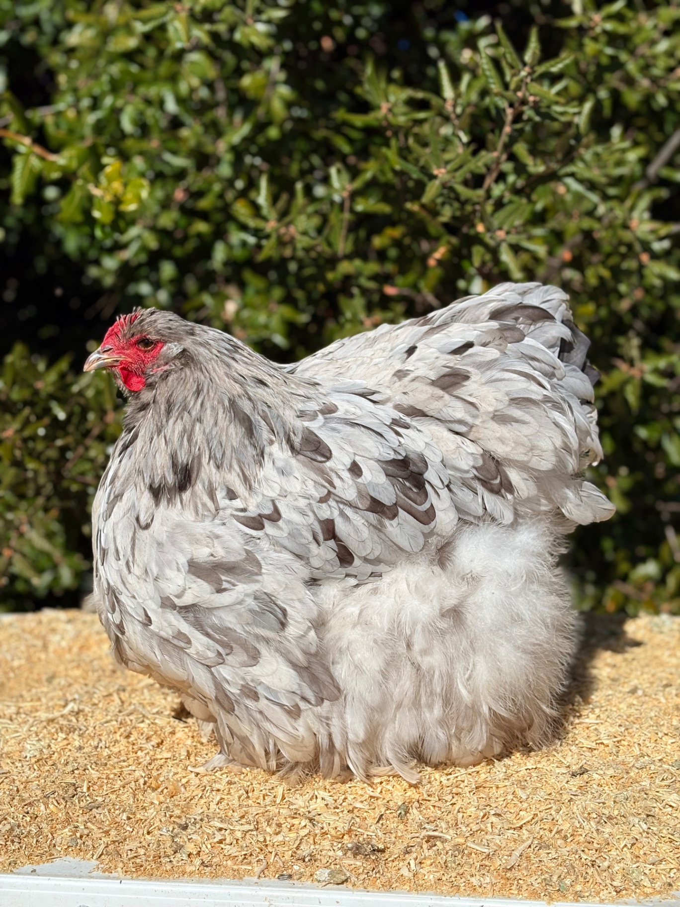 Mooispruit Orpingtons - Premier Orpington Breeders South Africa